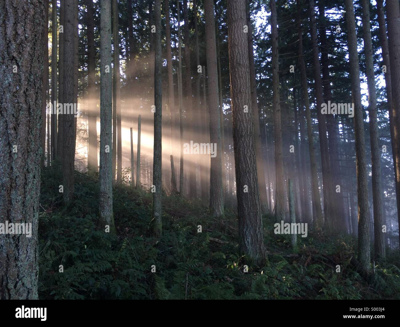 God of the forest hi-res stock photography and images - Alamy