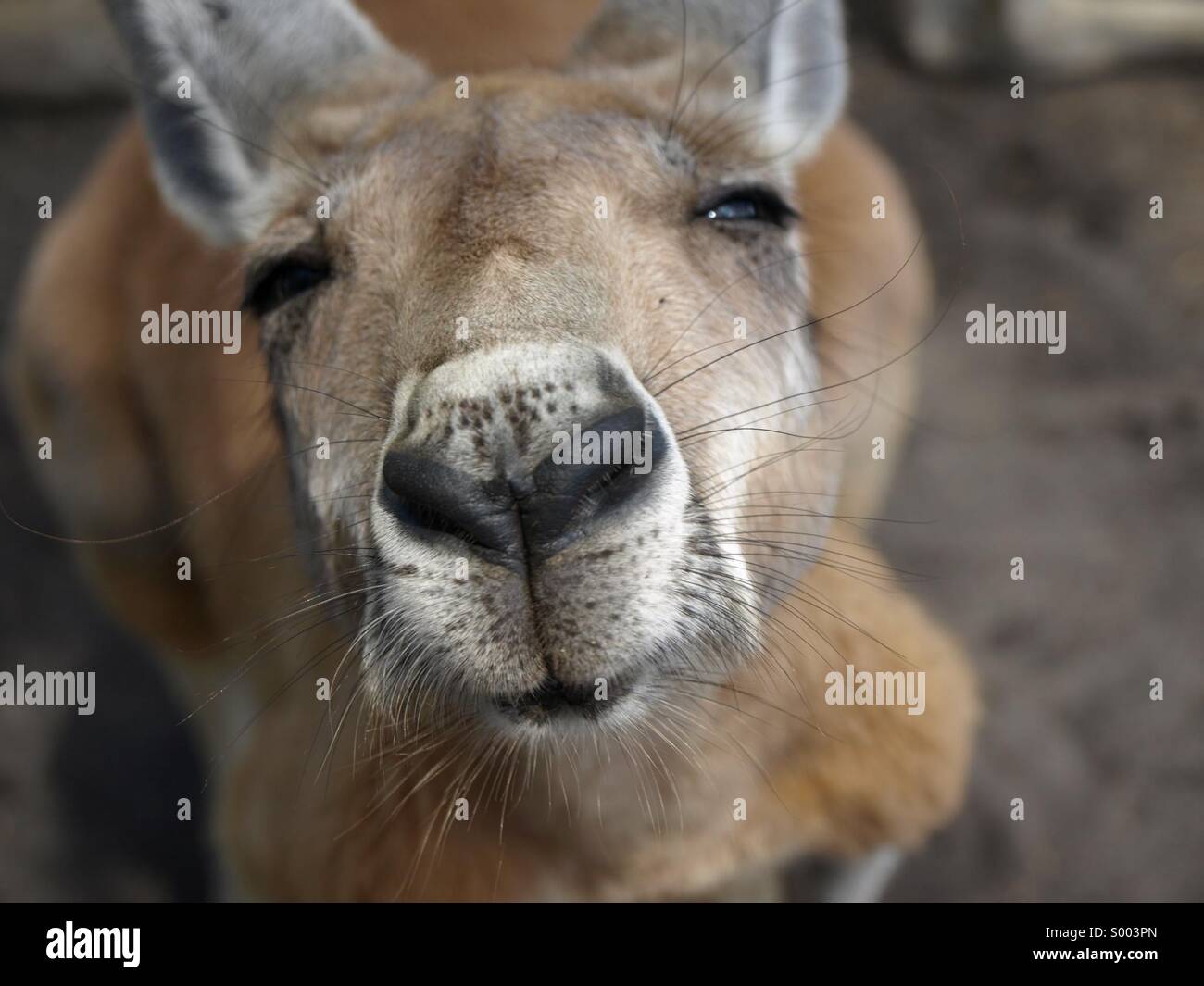 Coaxing hi-res stock photography and images - Alamy