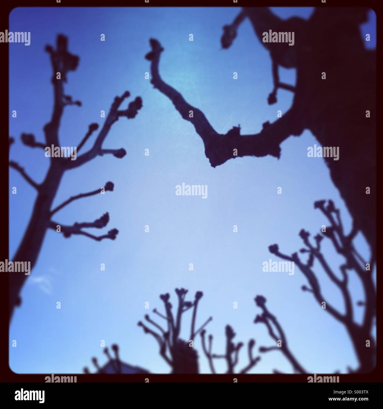 London trees in the winter Stock Photo - Alamy