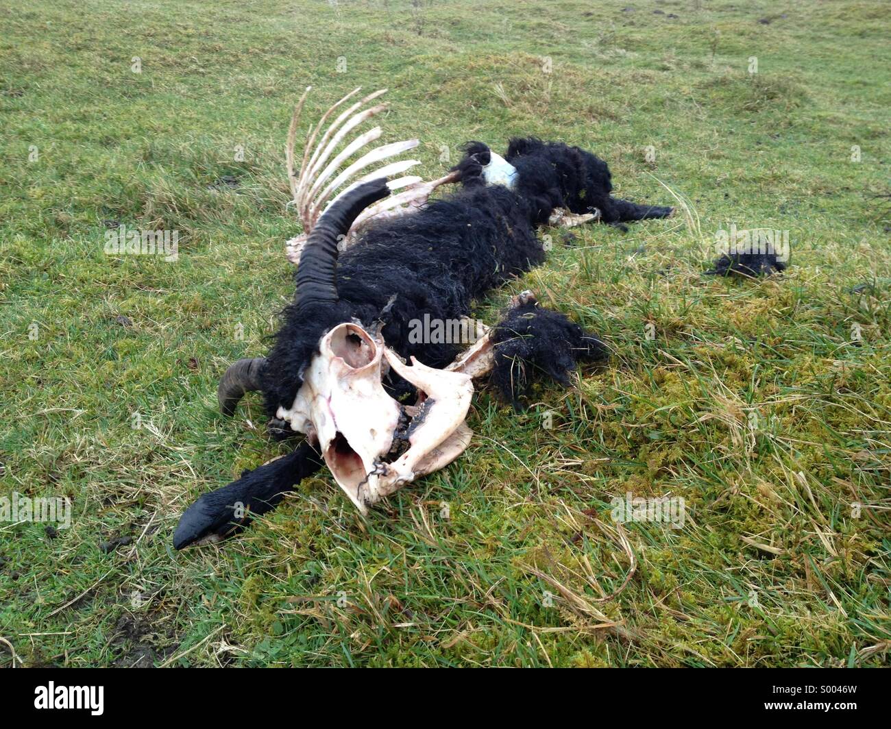 Skull sheep lamb hi-res stock photography and images - Alamy