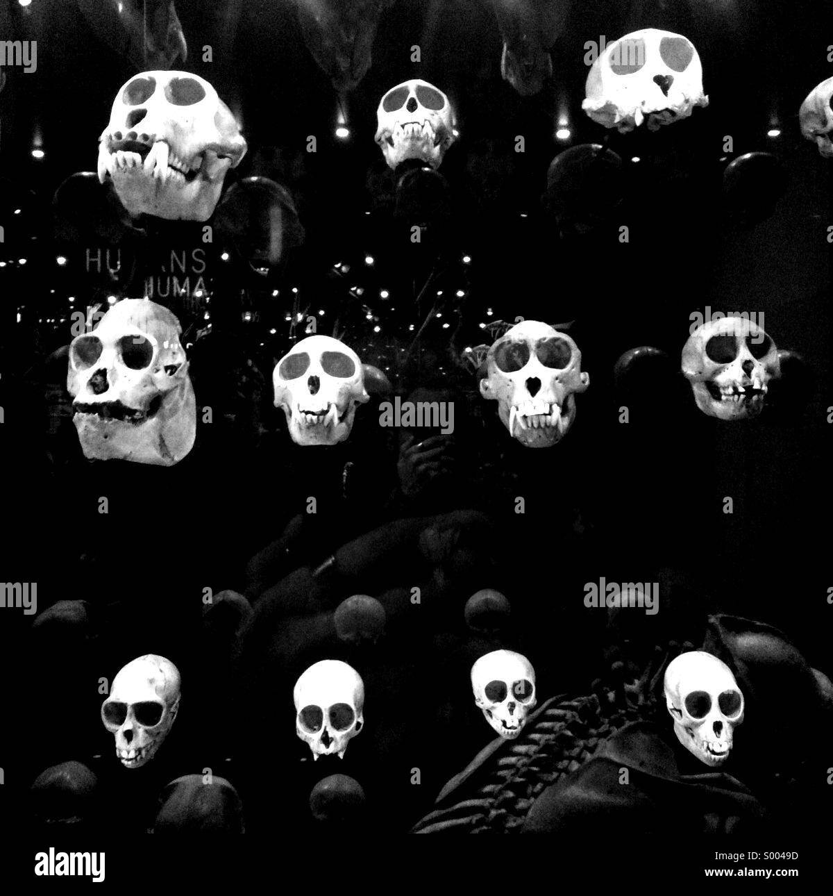 Monkey skulls hi-res stock photography and images - Alamy