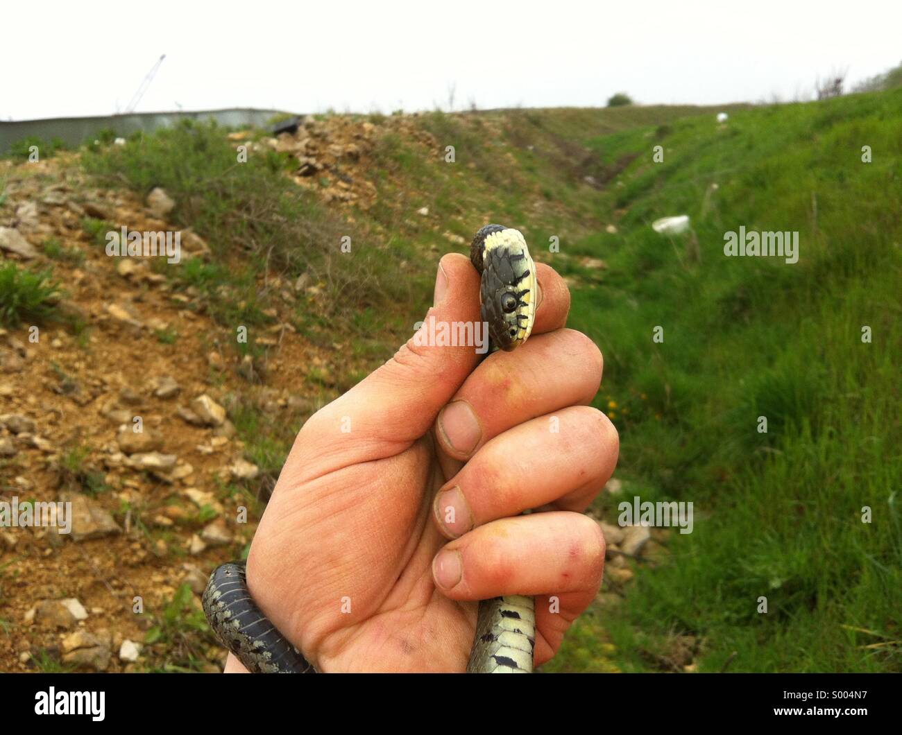 Snake in hand hi-res stock photography and images - Alamy