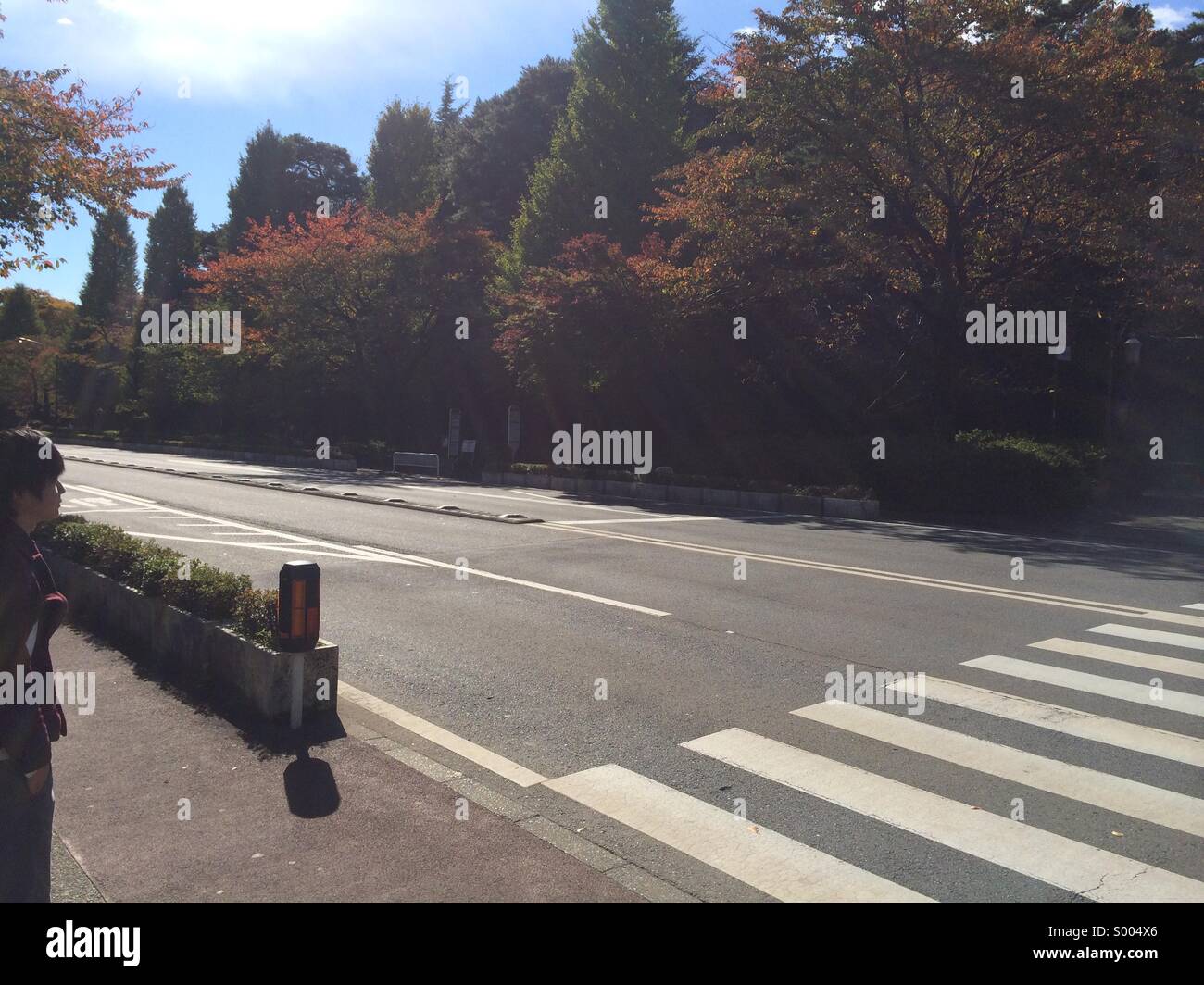 Crosswalk and trees hi-res stock photography and images - Alamy
