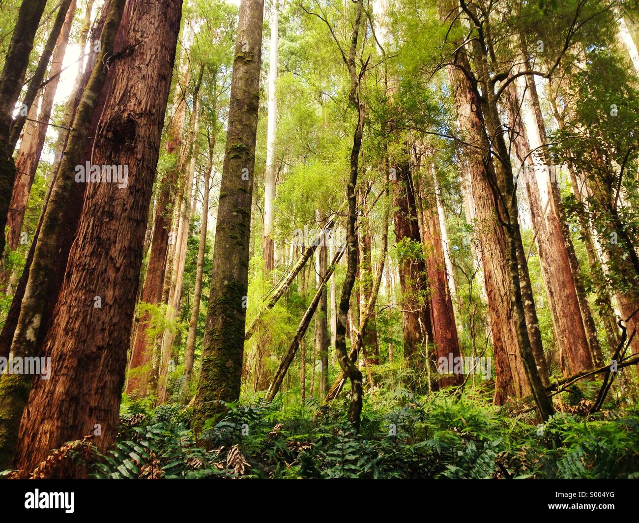 Forest background hi-res stock photography and images - Alamy