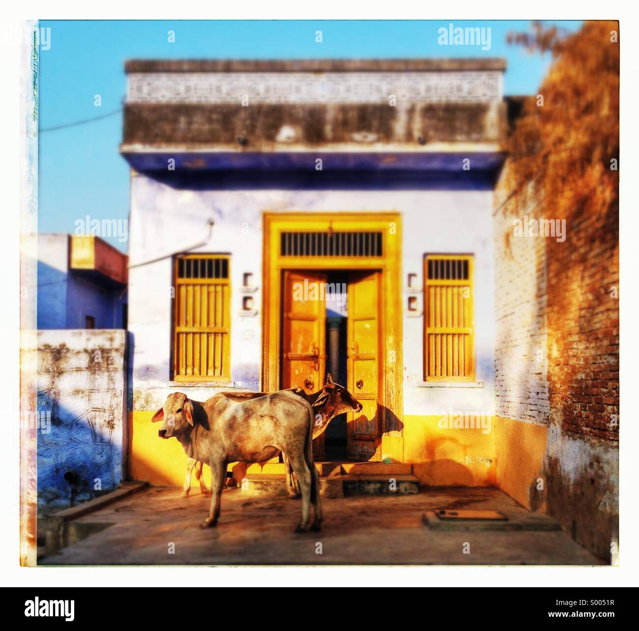 Rajasthani cows in village Stock Photo - Alamy
