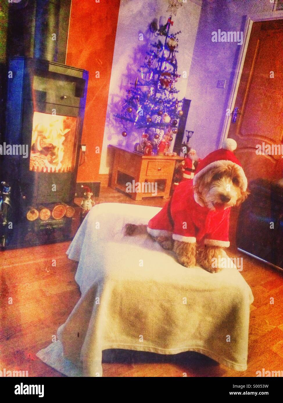 Dog christmas outfit hi-res stock photography and images - Alamy