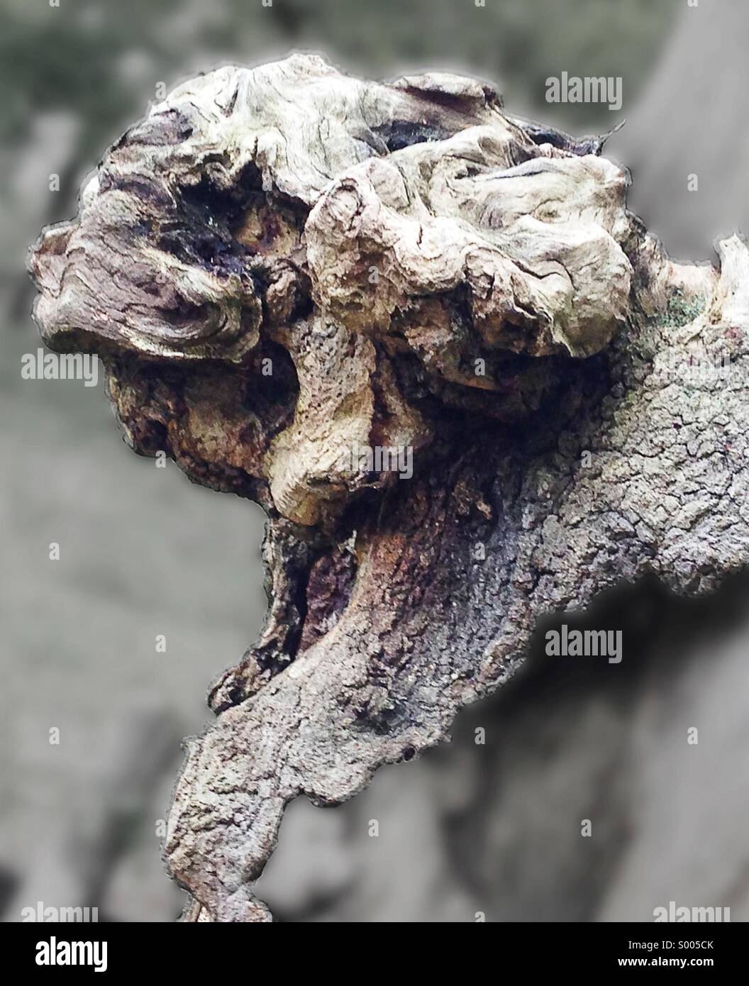 Knurled Tree High Resolution Stock Photography and Images - Alamy