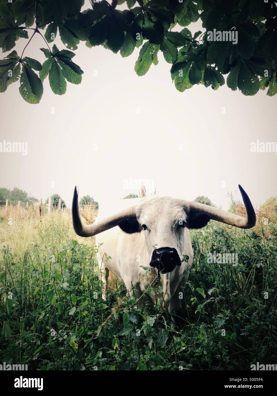 Overgrown field hi-res stock photography and images - Alamy