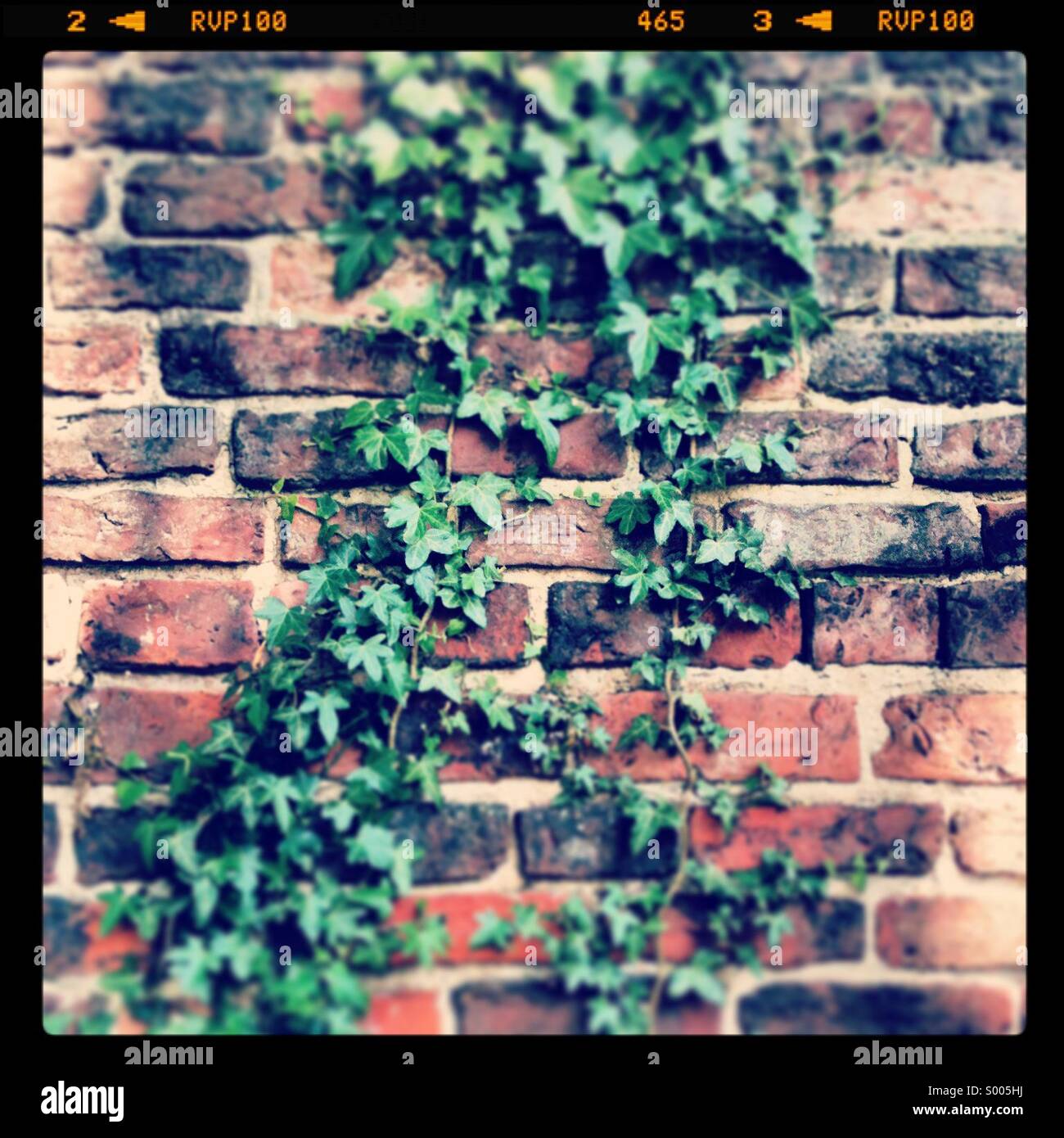 Holly growing brick wall hi-res stock photography and images - Alamy