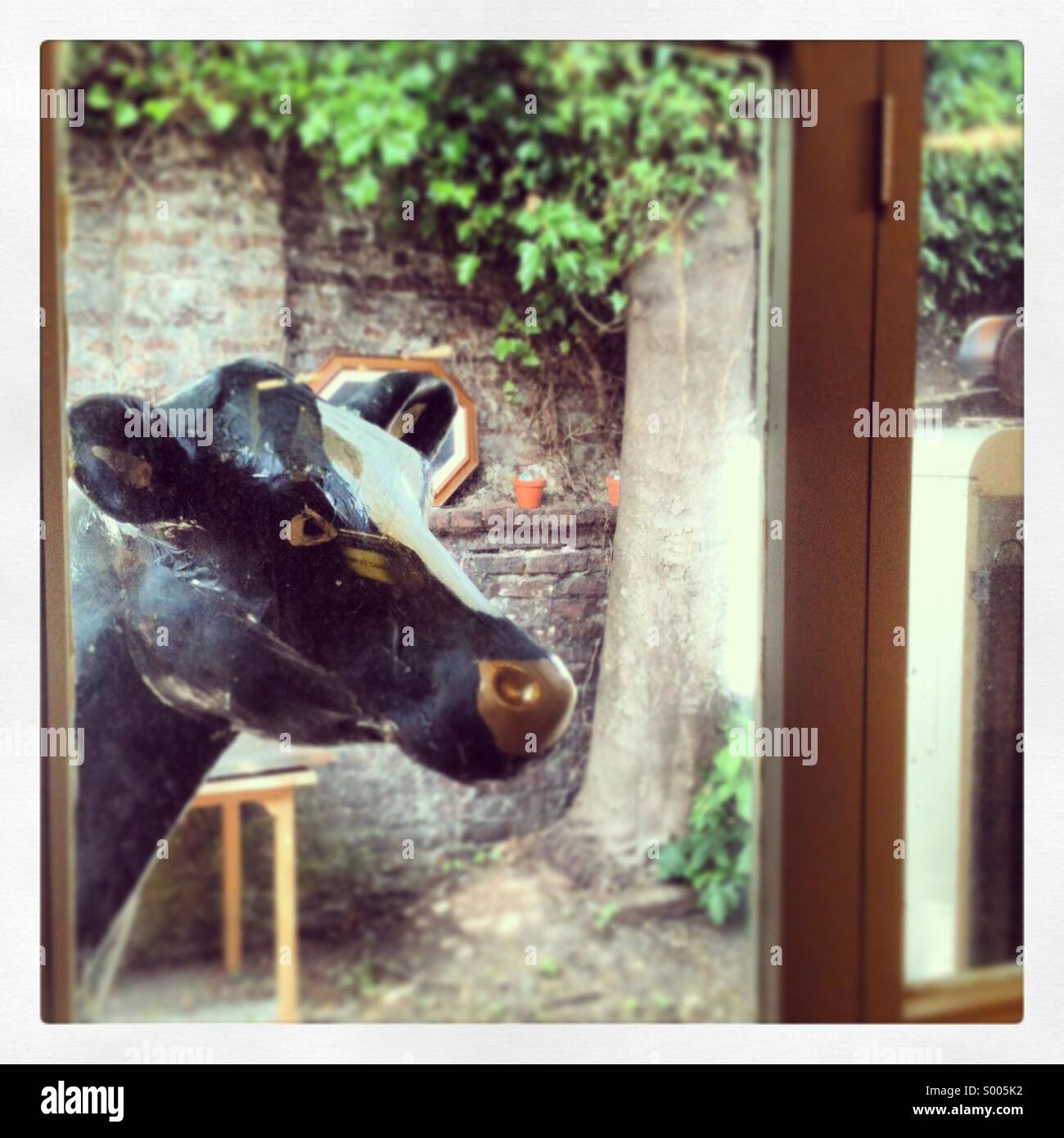 Cow looking through window hi-res stock photography and images - Alamy