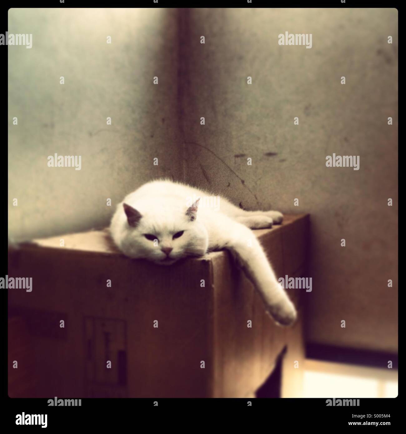 White cat relaxing cardboard hi-res stock photography and images - Alamy