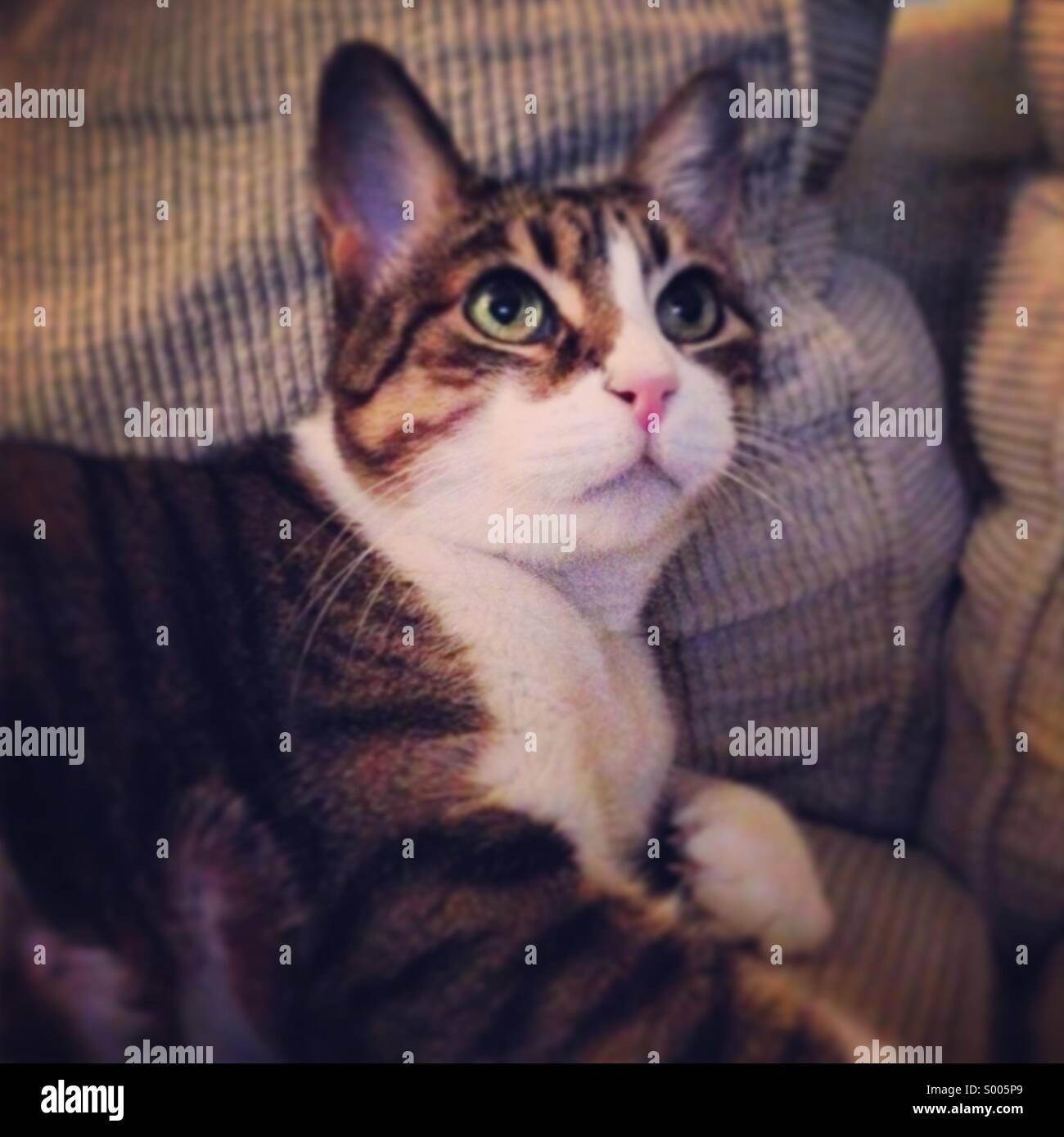 Cat High Resolution Stock Photography and Images - Alamy