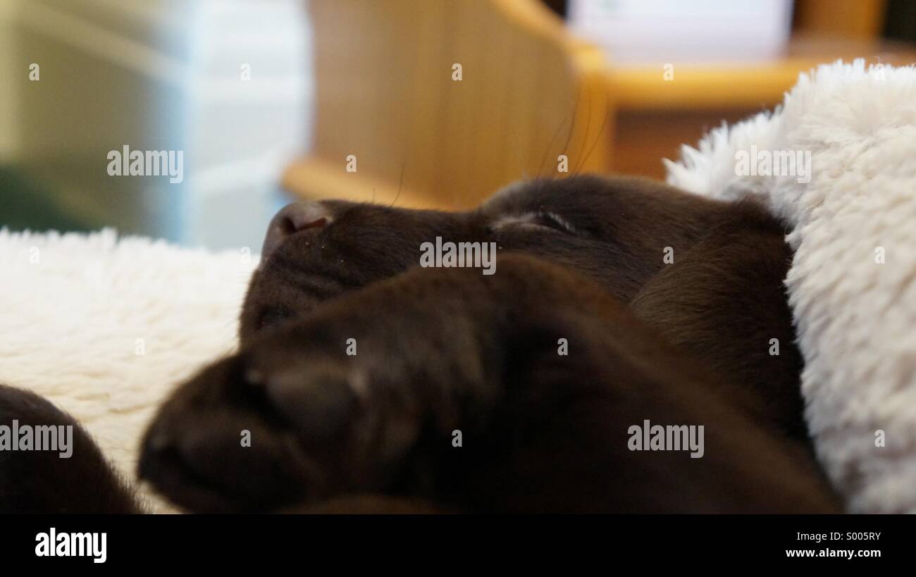 Snoozing hi-res stock photography and images - Alamy