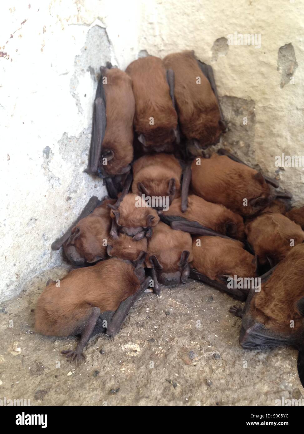 Bat Wing High Resolution Stock Photography and Images - Alamy