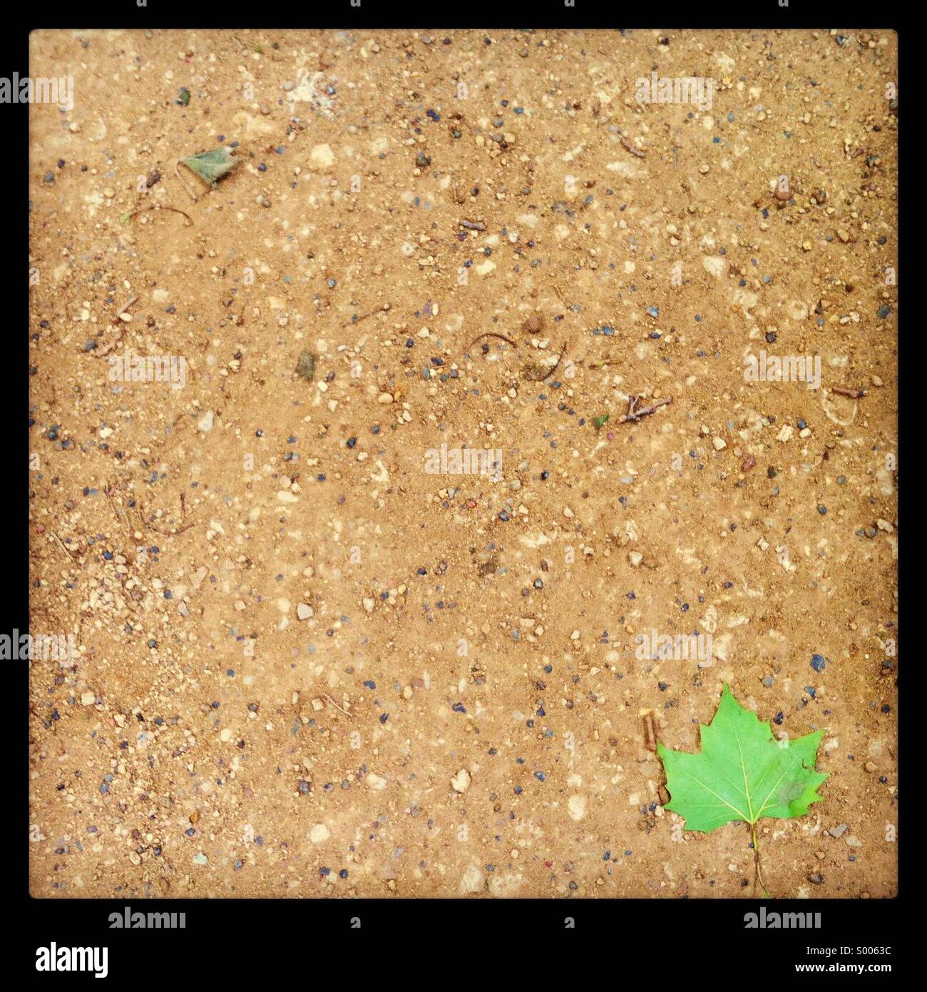 Green leaf on a sandy floor Stock Photo - Alamy