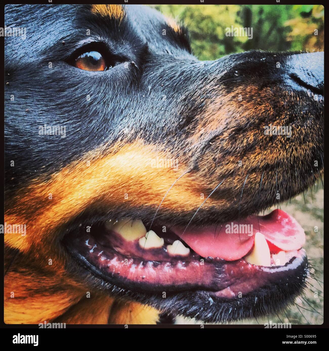 Rottweiler close up Stock Photo - Alamy