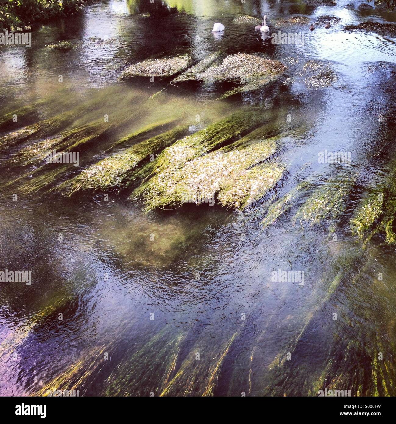 River wylye wiltshire hi-res stock photography and images - Alamy