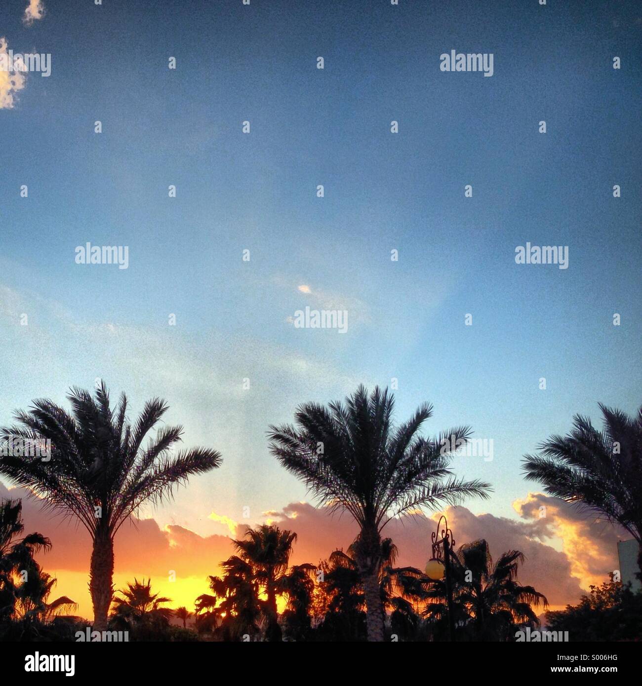 Egyptian sunset with Palm trees Stock Photo - Alamy