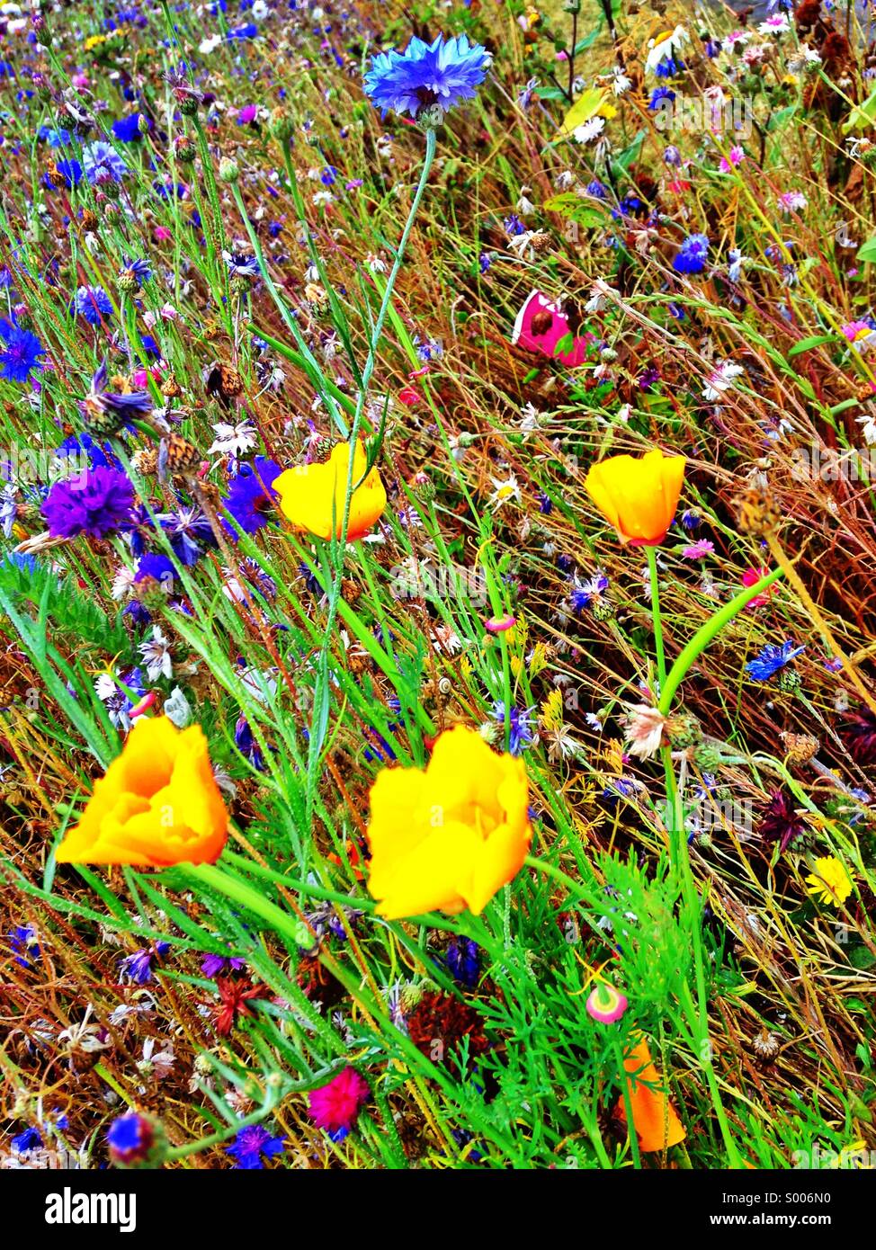 Kent wildflowers hi-res stock photography and images - Alamy