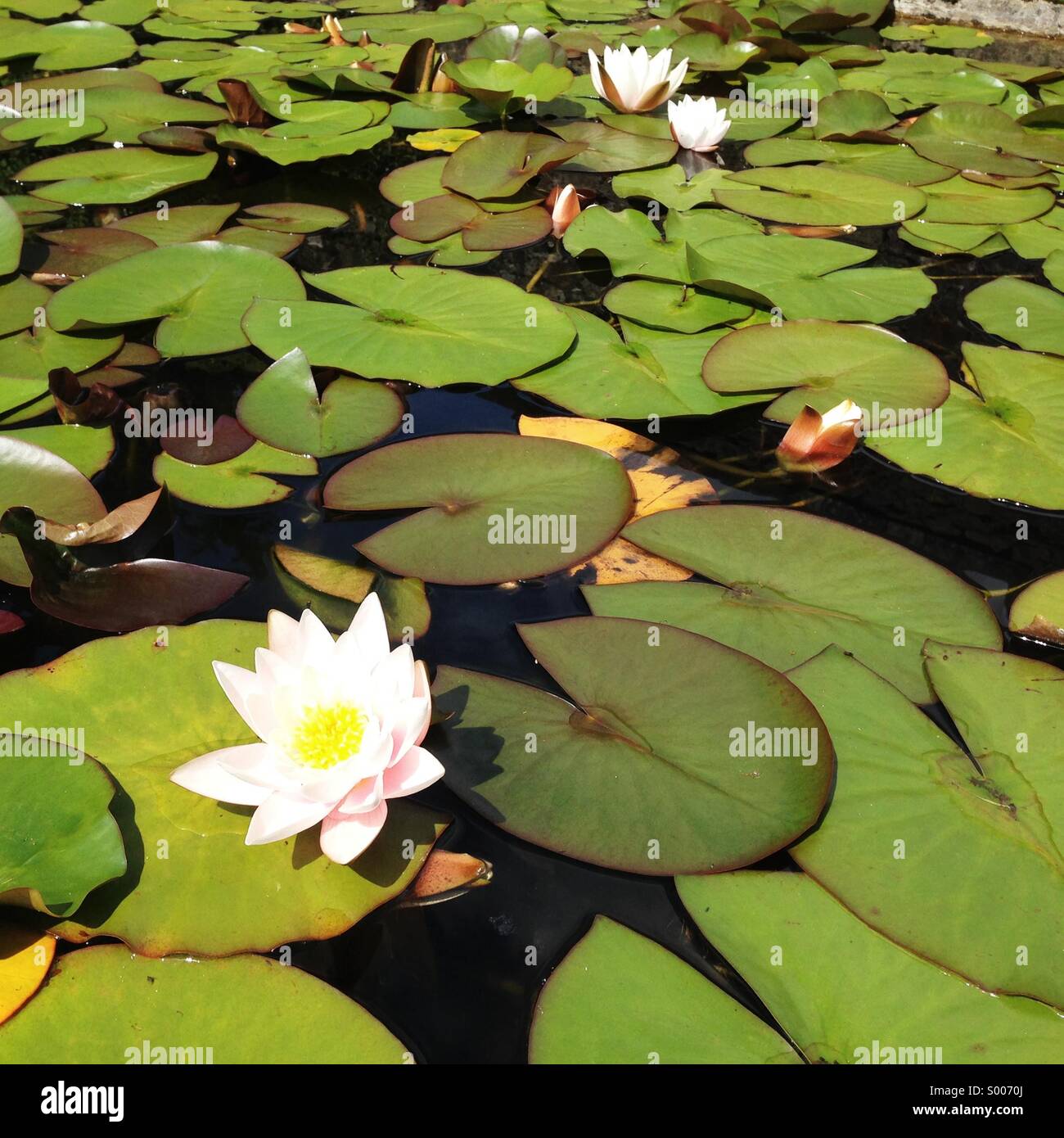 Lilly pad and lilly hi-res stock photography and images - Alamy