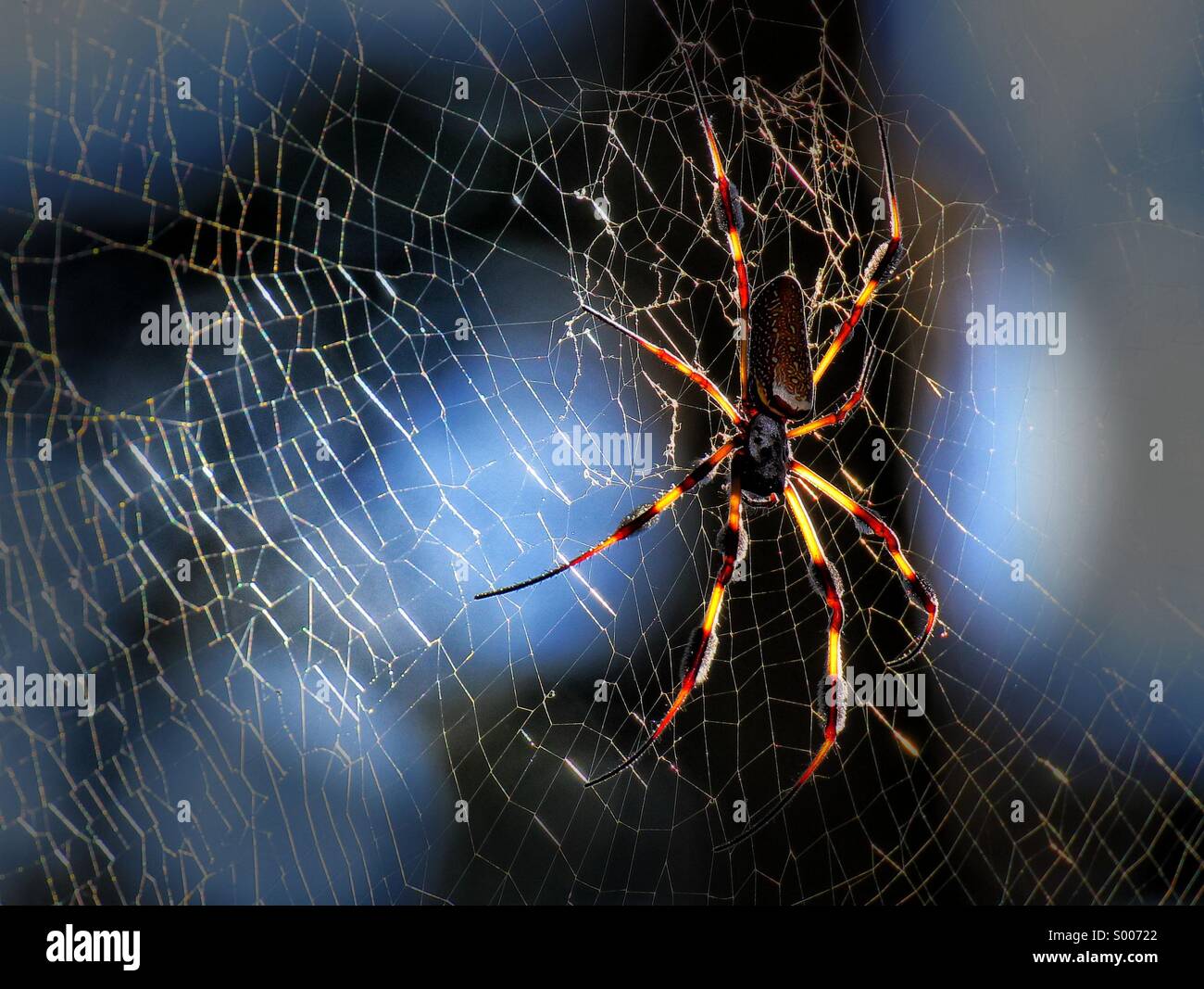 Spider on its web Stock Photo - Alamy