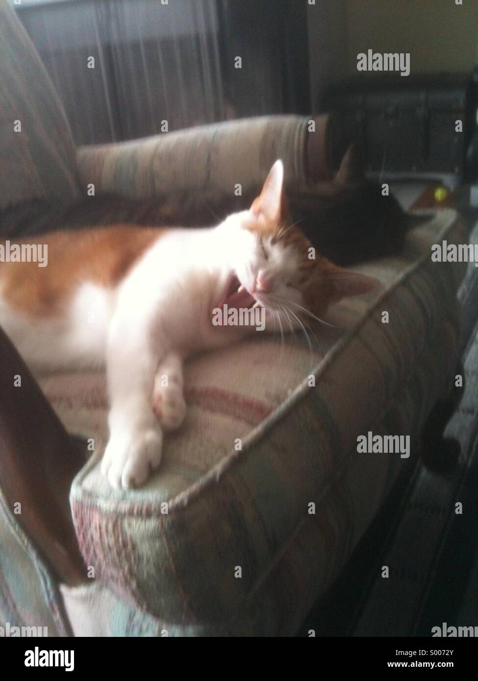 Teeth vampire hi-res stock photography and images - Alamy