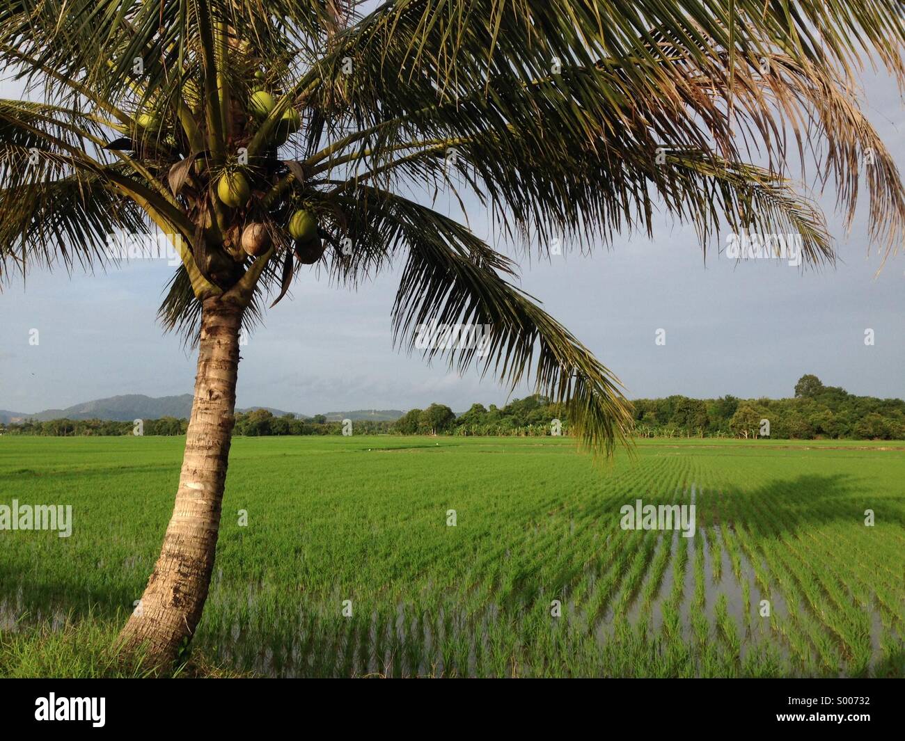Coconut tree field hi-res stock photography and images - Alamy