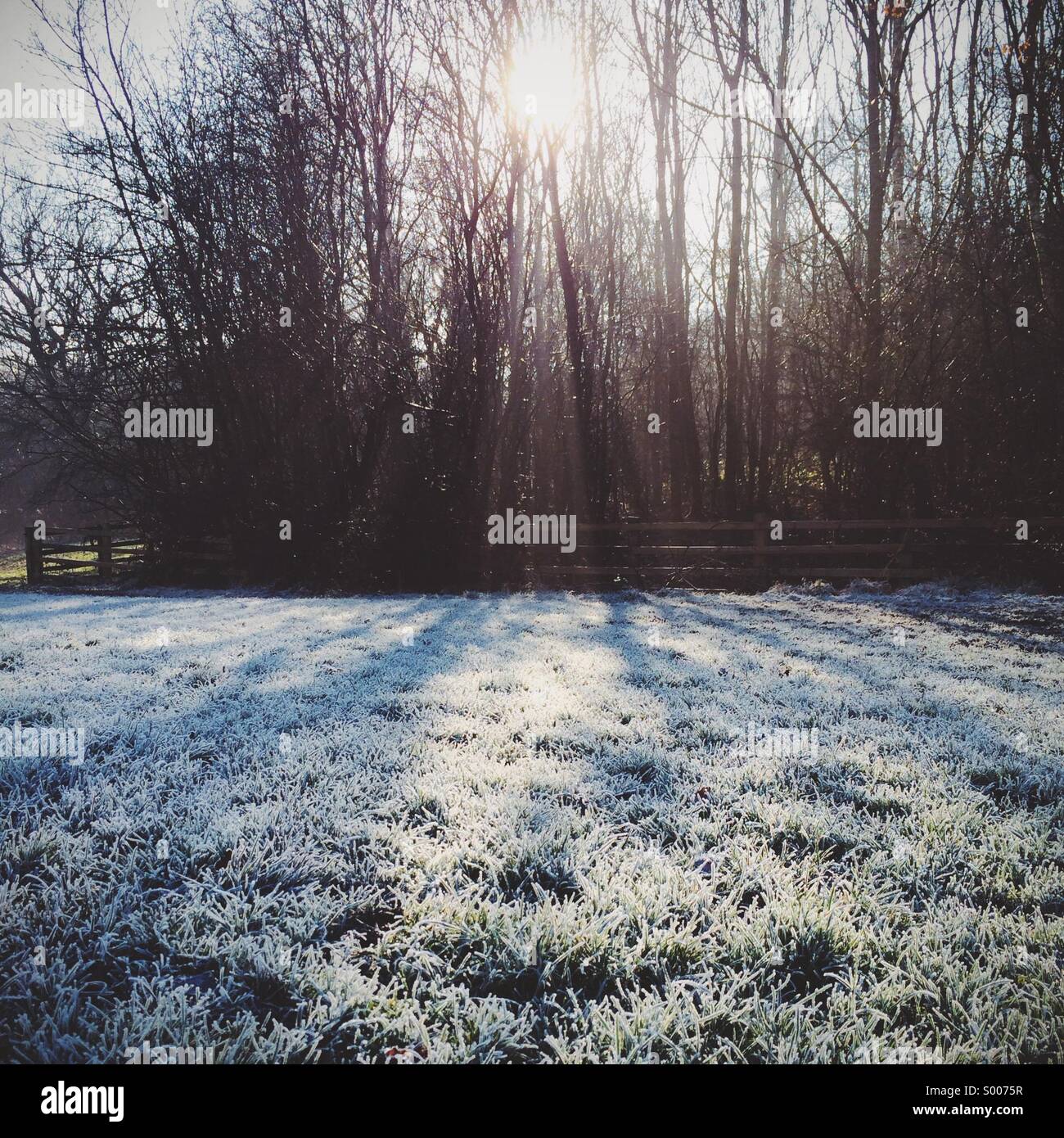 Frost trees grass hi-res stock photography and images - Alamy