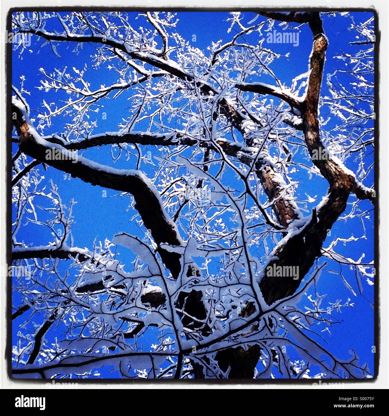 Tree limbs with snow hi-res stock photography and images - Alamy