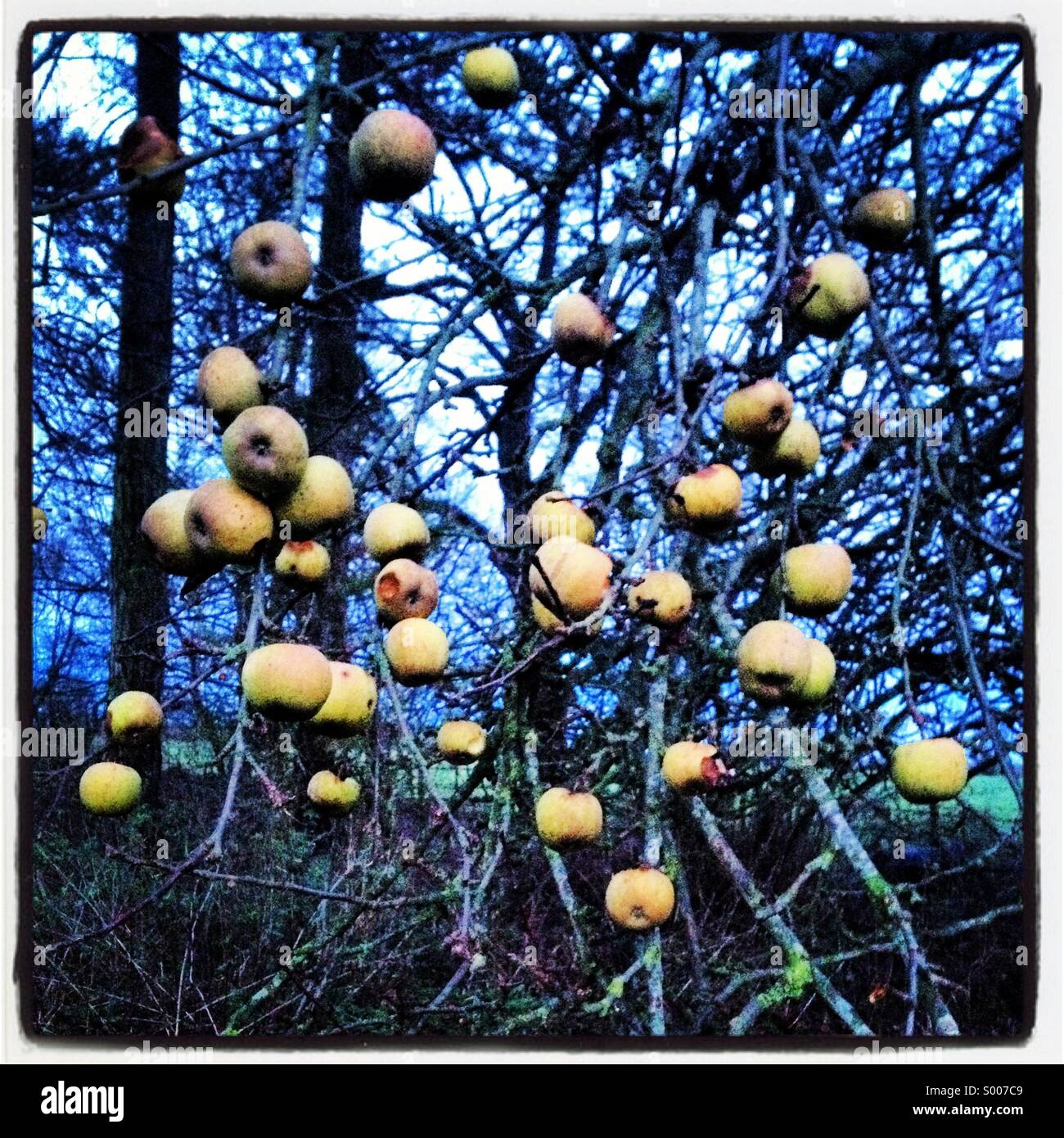 Apple with tree hi-res stock photography and images - Alamy