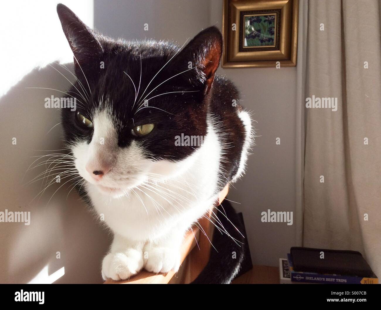 Piebald Cat High Resolution Stock Photography and Images - Alamy