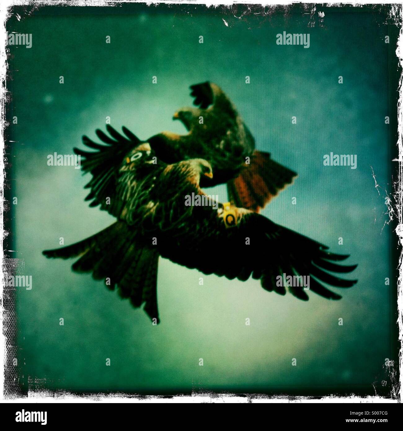 Fighting kites hi-res stock photography and images - Alamy