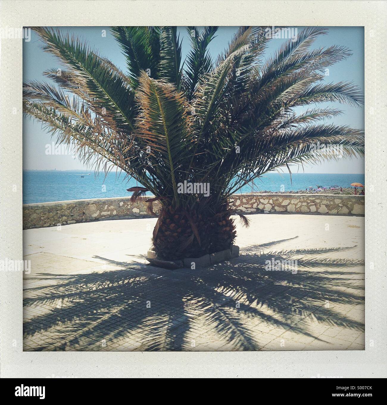 Palm in italy Stock Photo - Alamy