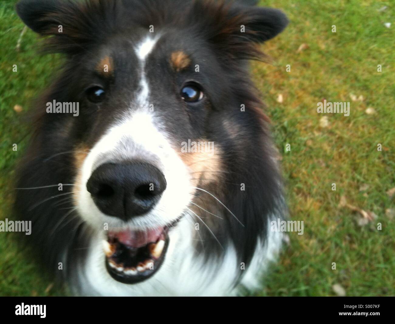 Sheltie dog hi-res stock photography and images - Alamy
