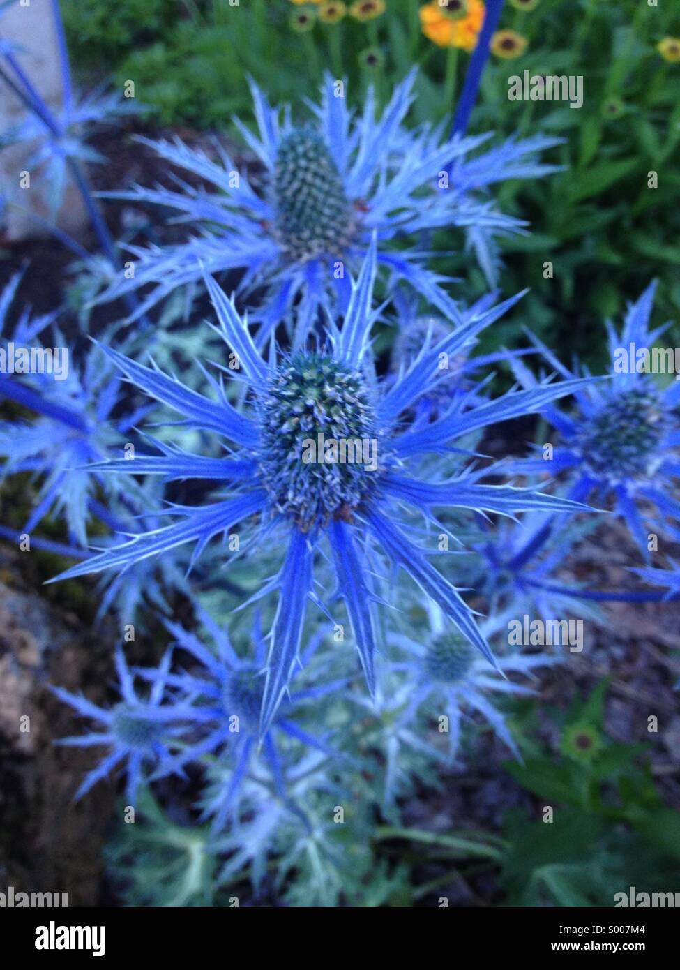 Intense blue color of a Sea Holly, an ornamental form of thistle Stock ...