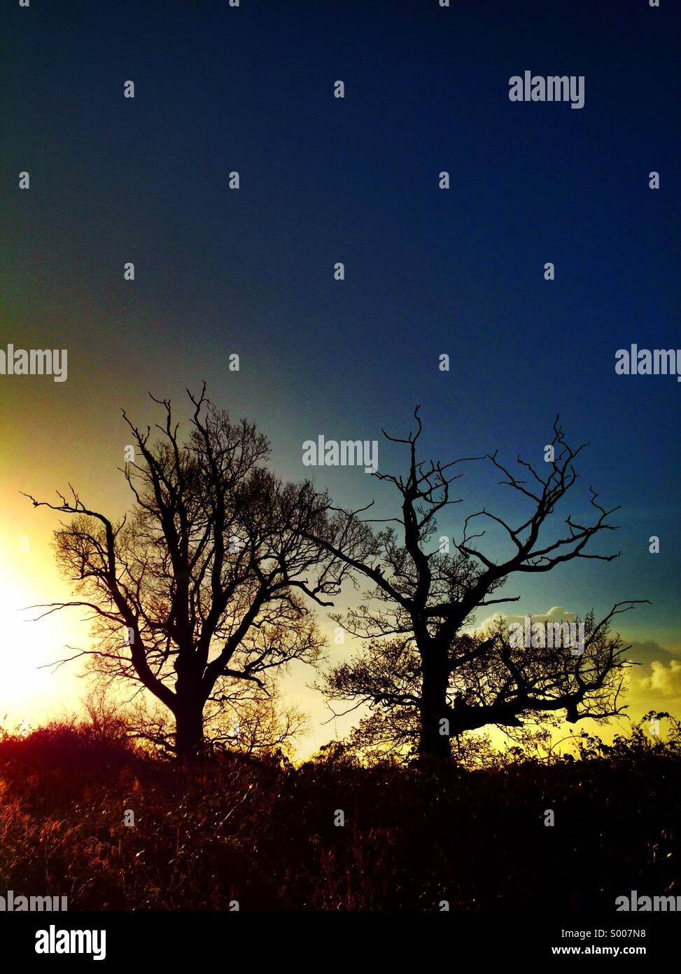 Two trees silhouette hi-res stock photography and images - Alamy