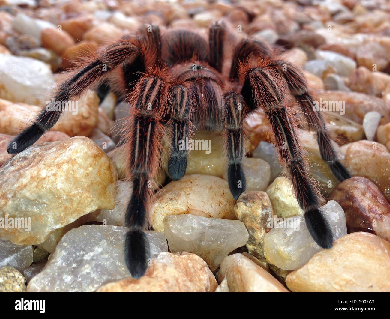 Dangerous tarantula spider hi-res stock photography and images - Alamy