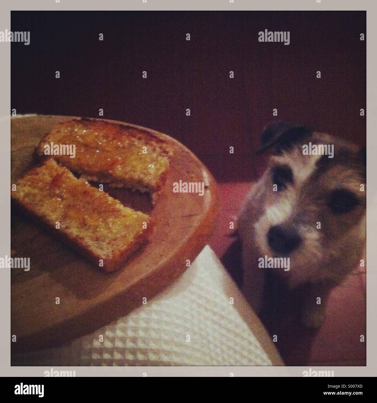 Toast the dog hi-res stock photography and images - Alamy