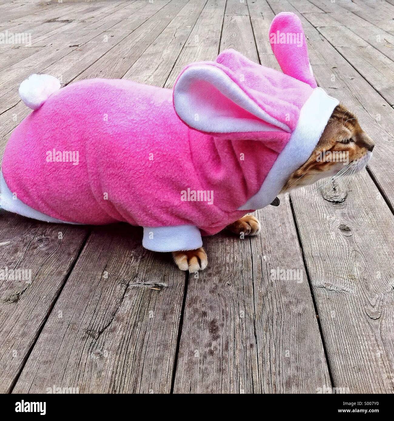 Rabbit outfit hi-res stock photography and images - Alamy