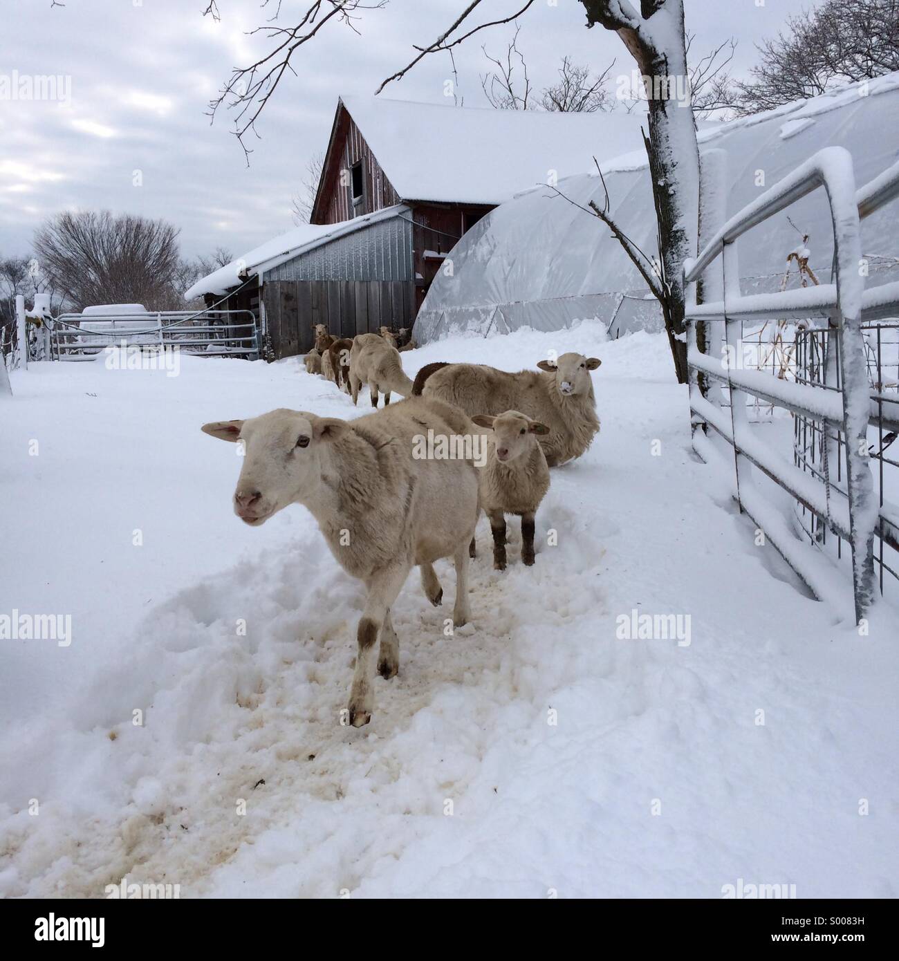 Sheep leaving barn in snow Stock Photo - Alamy