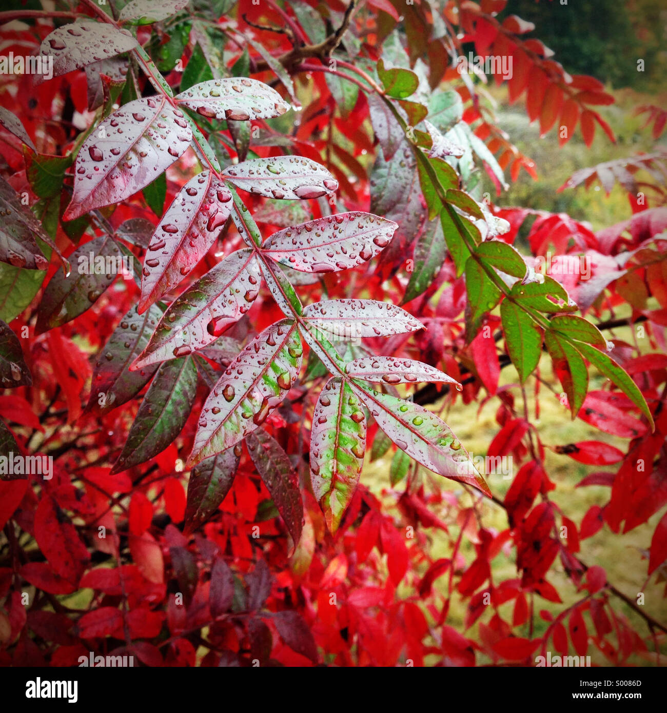 Sumac in autumn rain Stock Photo - Alamy