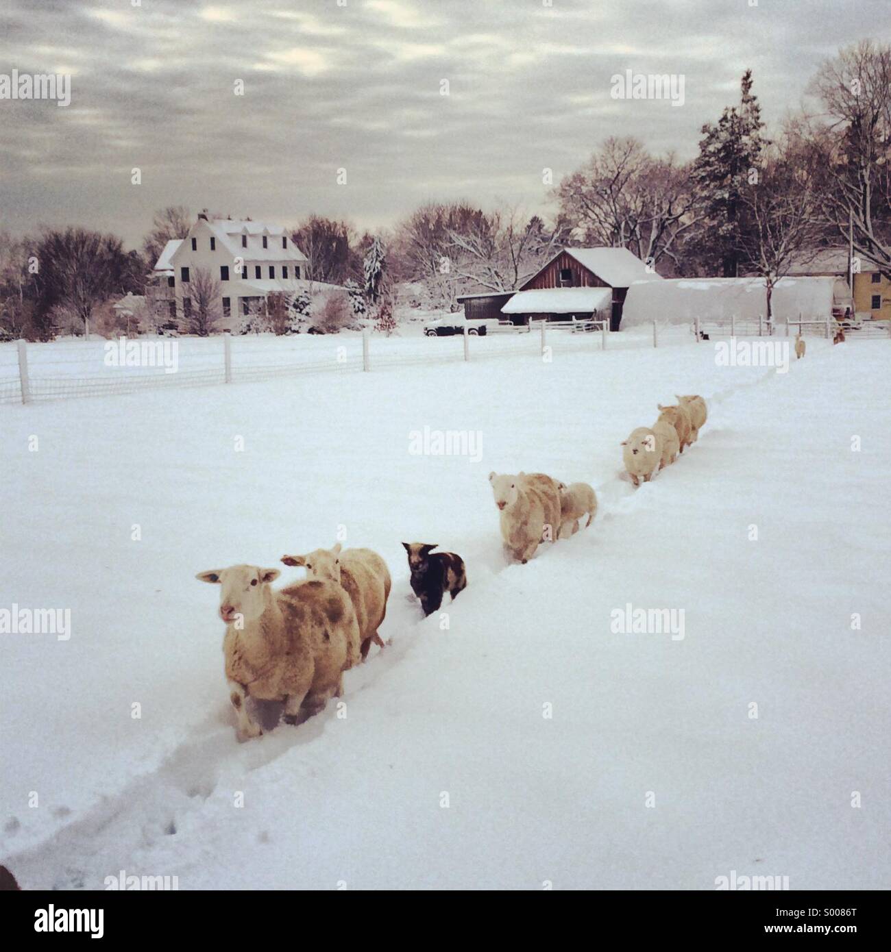 Snow and farm hi-res stock photography and images - Alamy