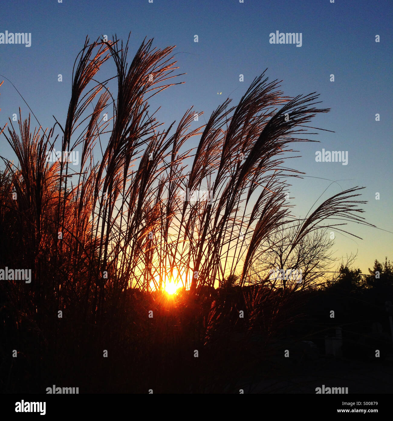 Ornamental grasses, sunset Stock Photo - Alamy