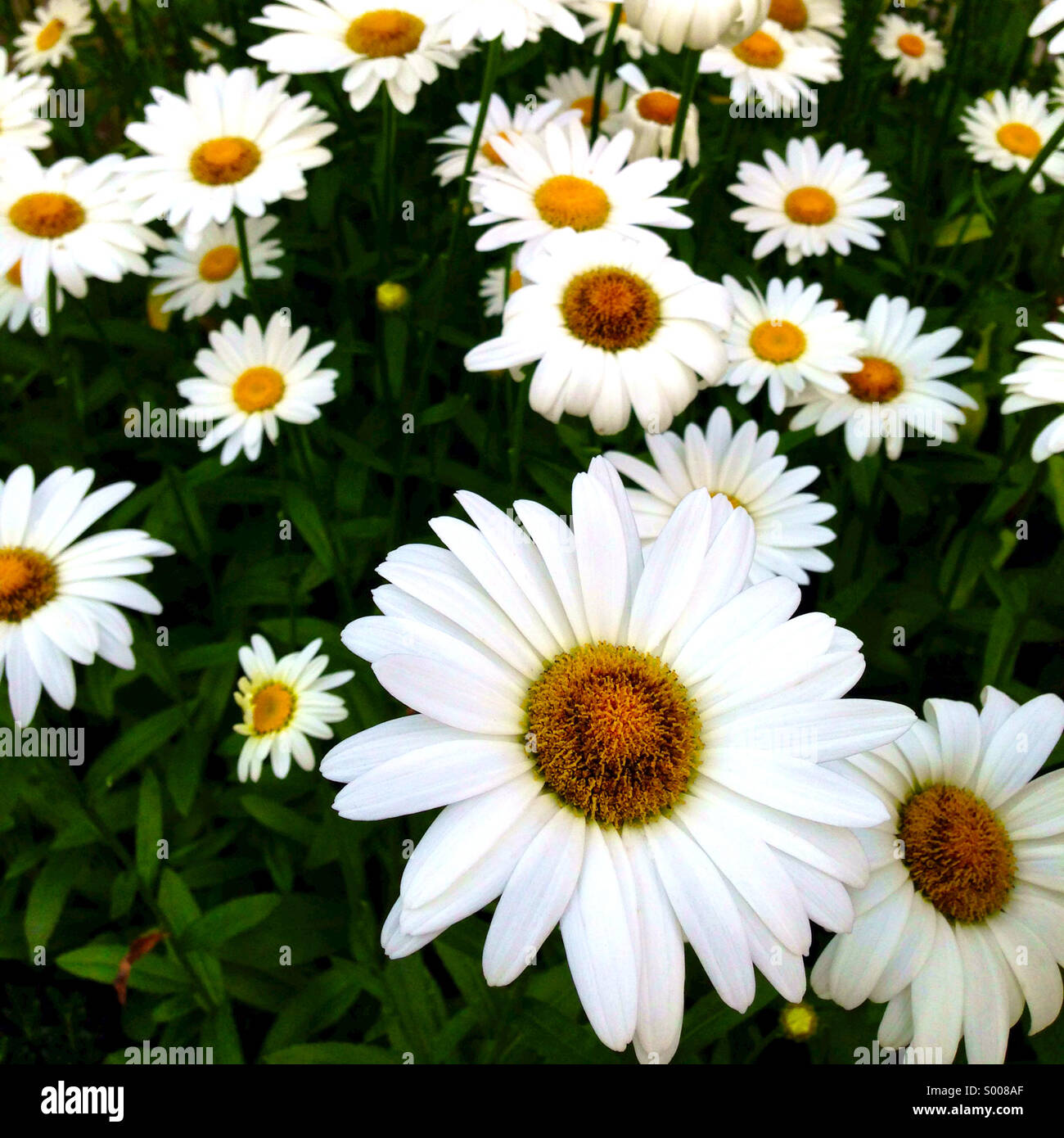 Daisies hi-res stock photography and images - Alamy