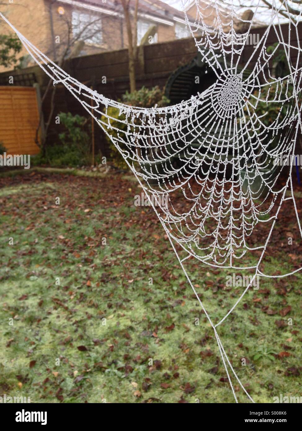 British spiders hi-res stock photography and images - Alamy