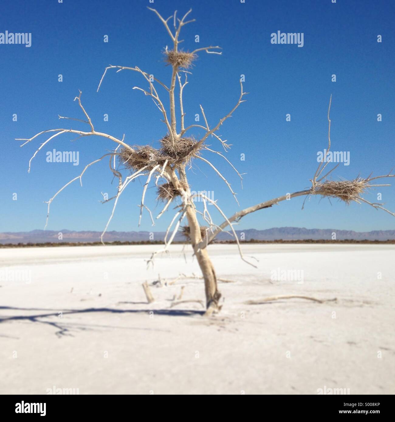Dead tree with bird nests hi-res stock photography and images - Alamy