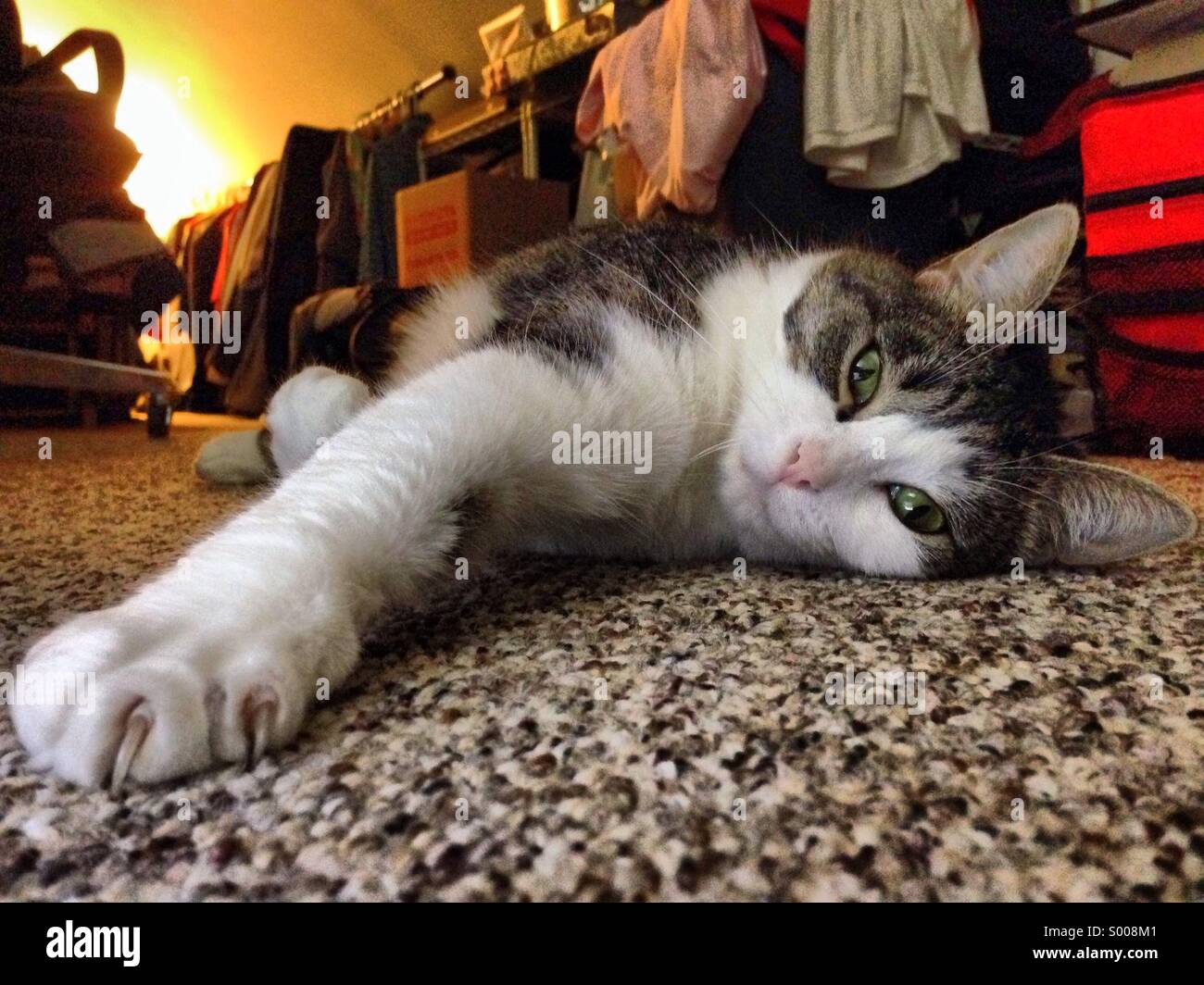 Kitty taking a nap hi-res stock photography and images - Alamy