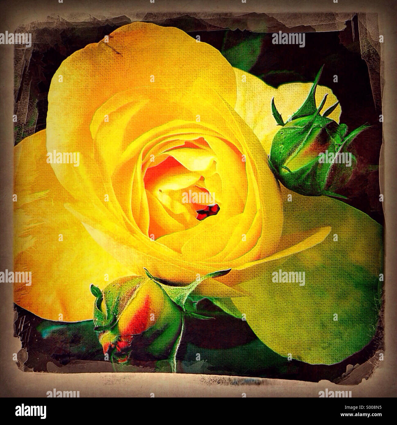 The perfect yellow rose Stock Photo - Alamy