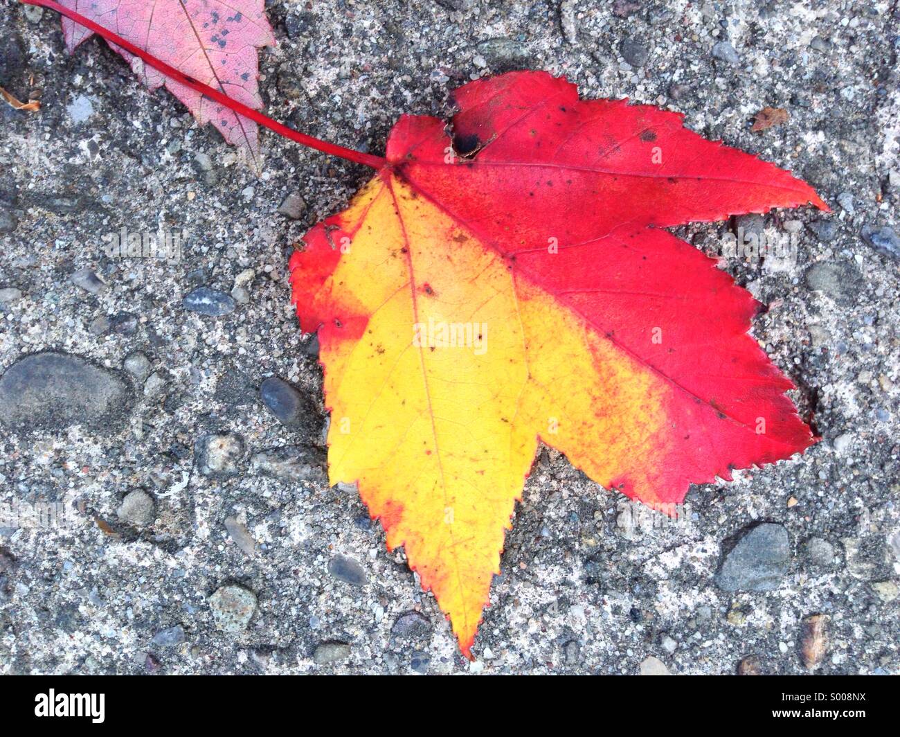 Red yellow fall leaf hi-res stock photography and images - Alamy