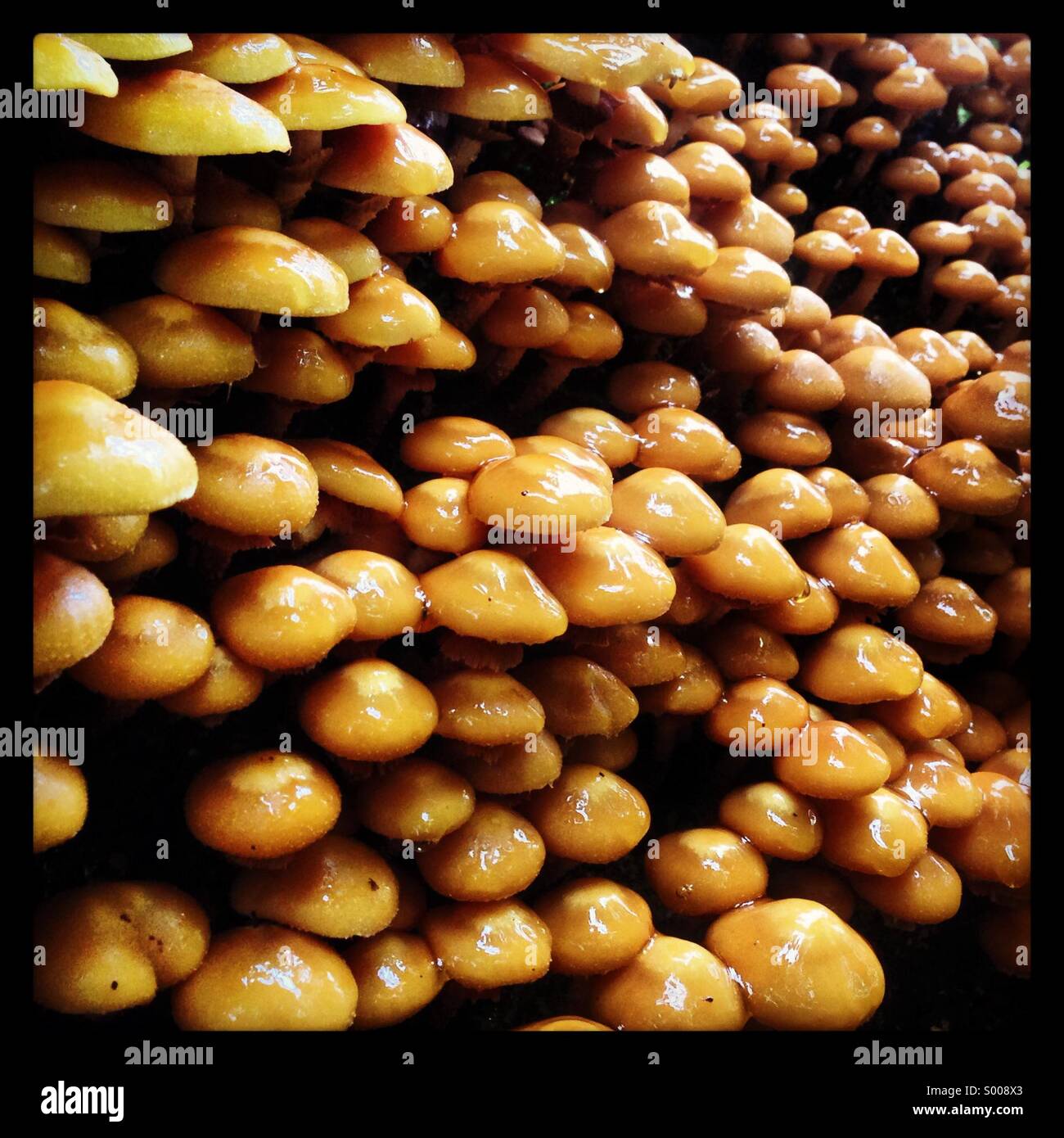 Wet fungi hi-res stock photography and images - Alamy